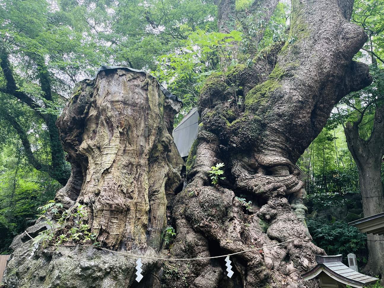 Atami Fireworks Festival, Izu Omuro, and Atami Ginza Business District ...