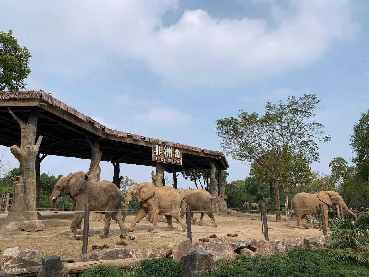 Lawatan sehari ke Shanghai Wild Animal Park (pesta haiwan + landskap ...