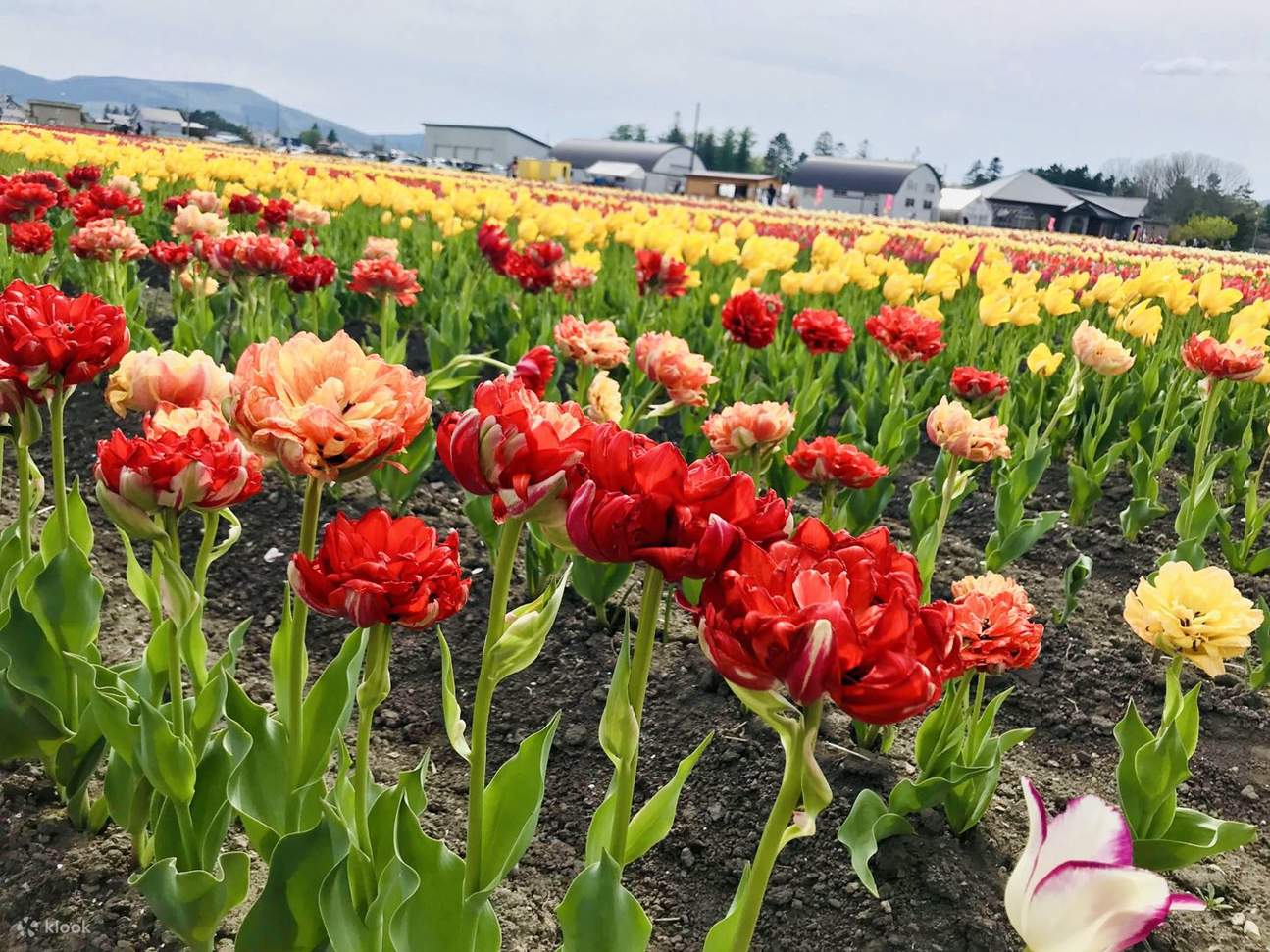 Hokkaido: Shibazakura - Takinoue Park + 1.2 Million Tulip Park One-Day ...