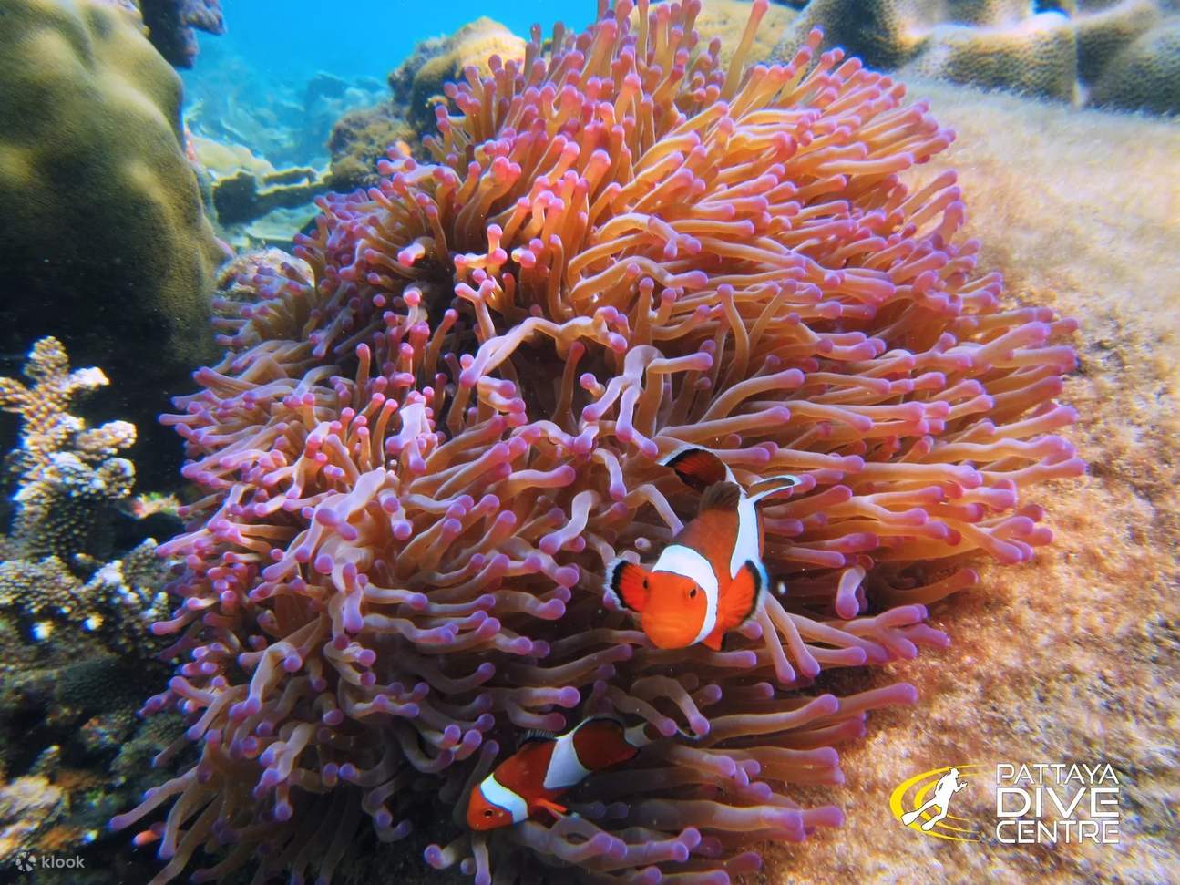 Experience PADI Discover Scuba Diving in Pattaya with a PADI 5 Star ...