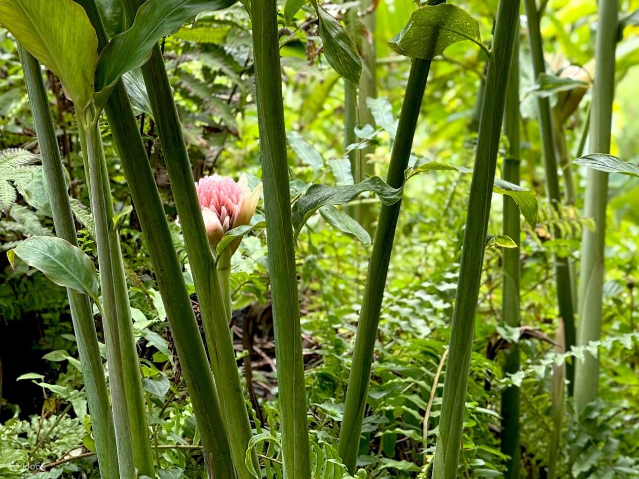 Nature Walking Tour Inspired by William Farquhar Collection - Klook India