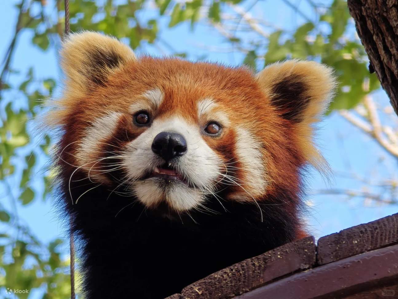 Lawatan sehari ke Shanghai Wild Animal Park (pesta haiwan + landskap ...