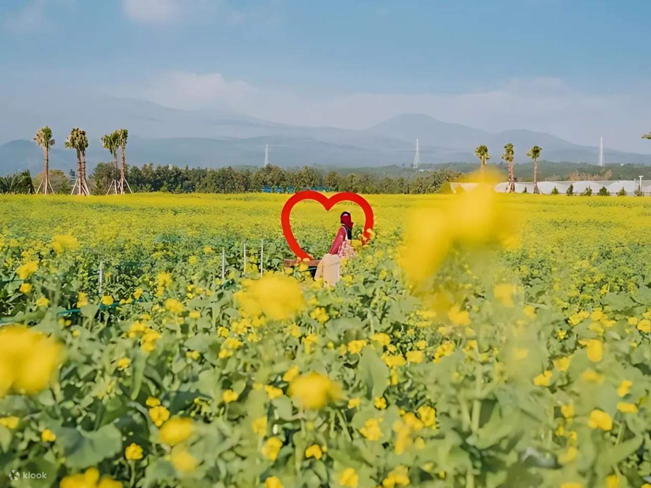 2025 Jeju's Canola Flower Tour With UNESCO Spot, Hotel Pick Up - Klook ...