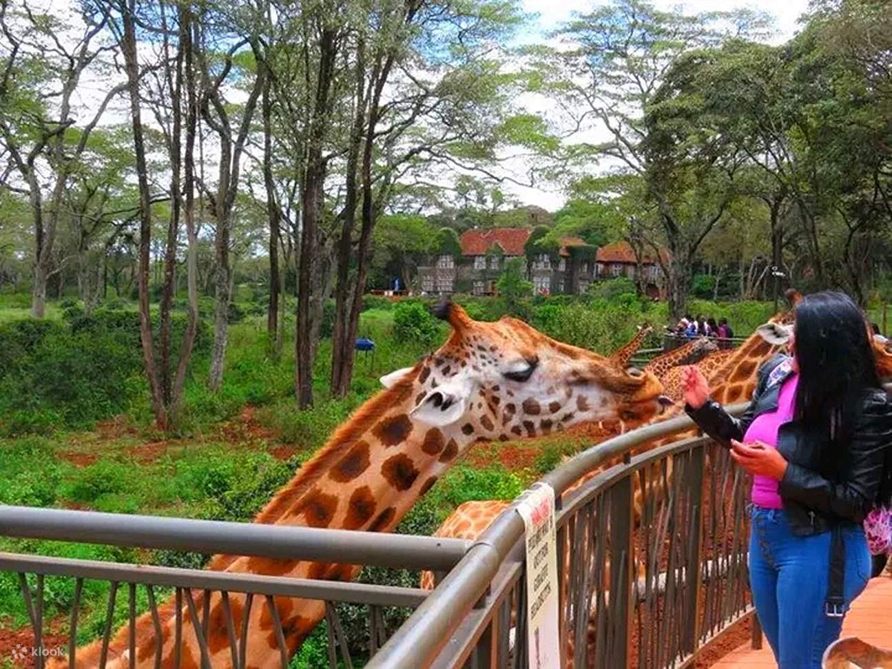 Haller Park Wildlife Encounter & Giraffes Feeding Excursion Mombasa ...
