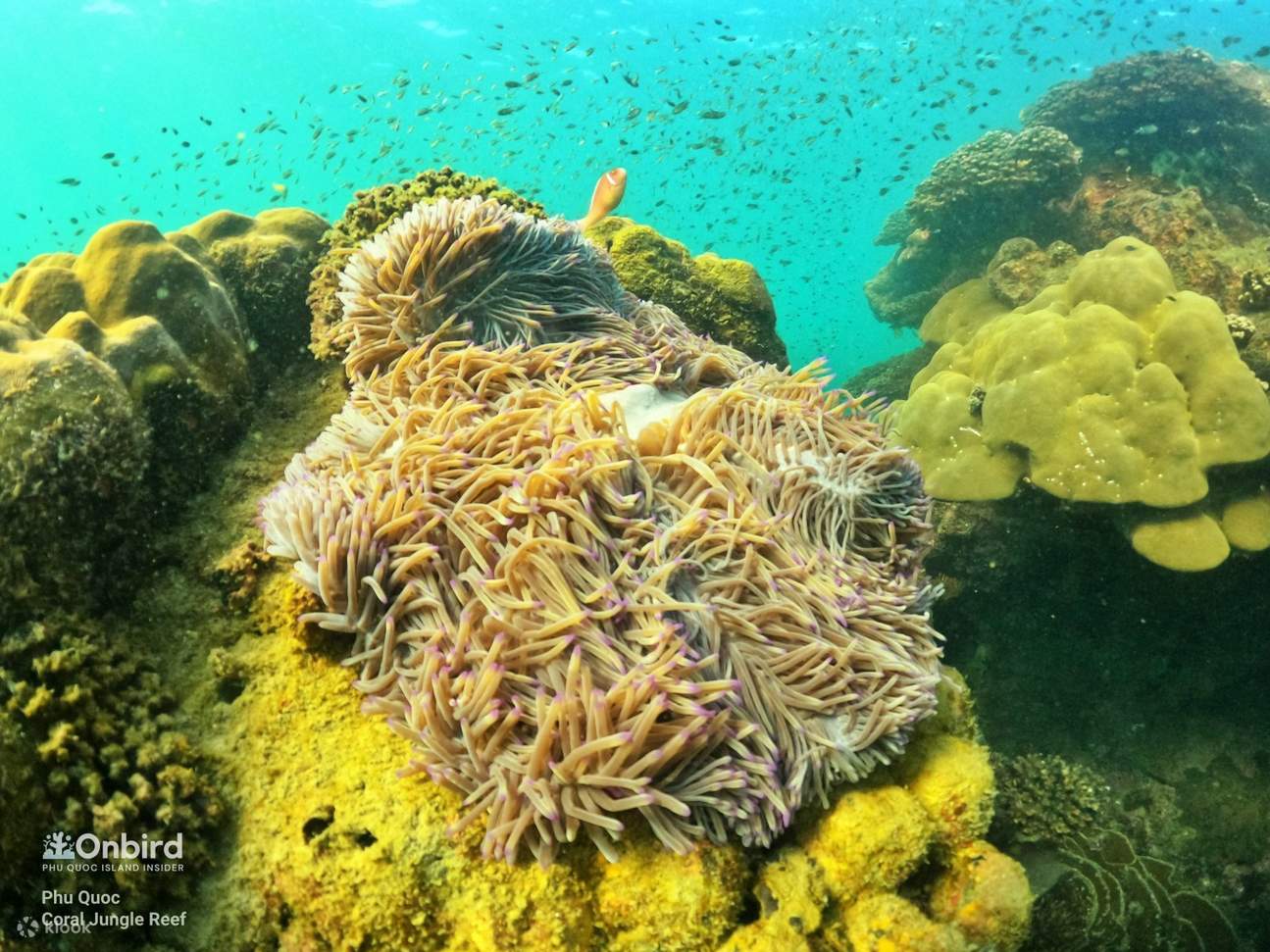 Phu Quoc Snorkeling Day Tour to Explore Coral Jungle Reef - Klook Singapore