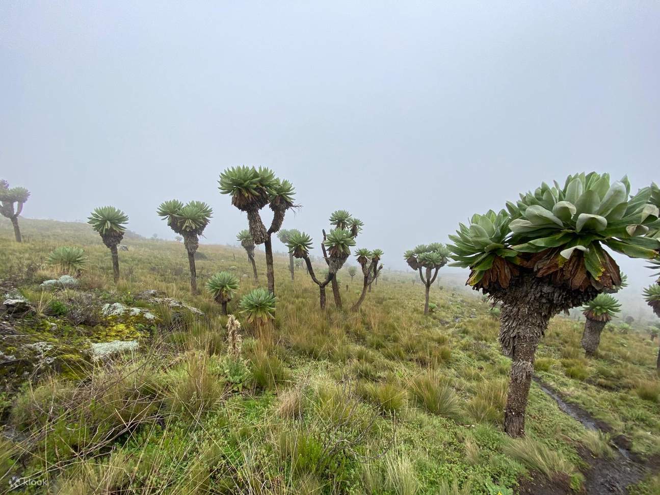 Discover Nature's Magic: One-Day Hike to the Enchanting Seven Ponds of ...