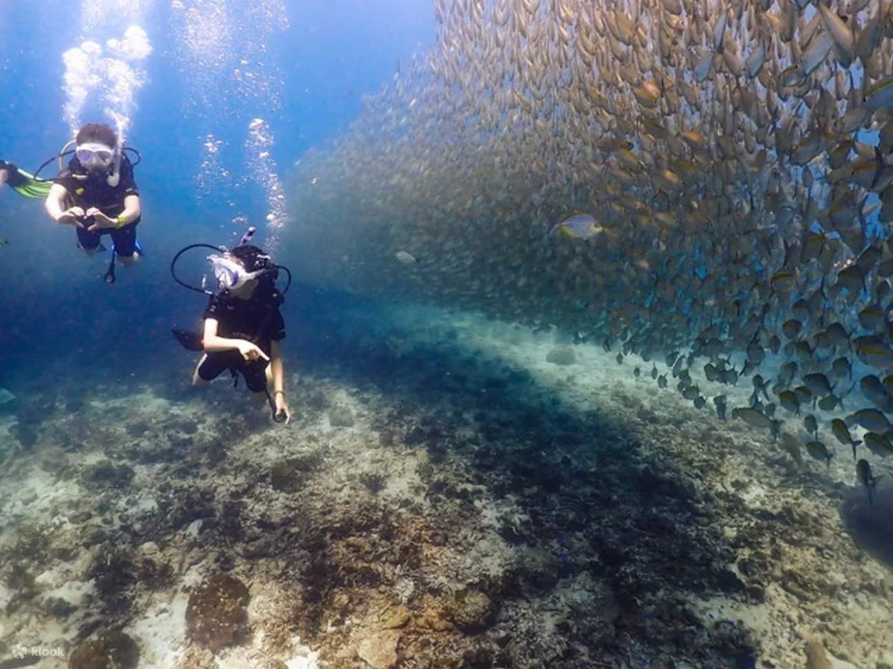 Dive Tour Koh Tao in Koh Samui with PADI 5 Star Dive Center | Book Now ...