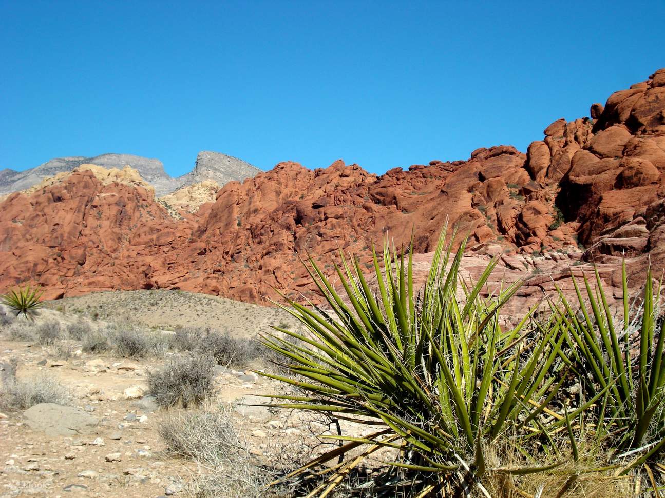 Red Rock Canyon Tour from Las Vegas - Klook Estados Unidos