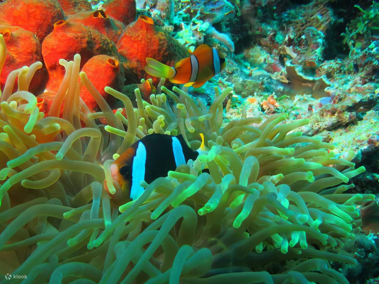 Island Hopping and Snorkeling with Private Journey in Belitung - Klook ...