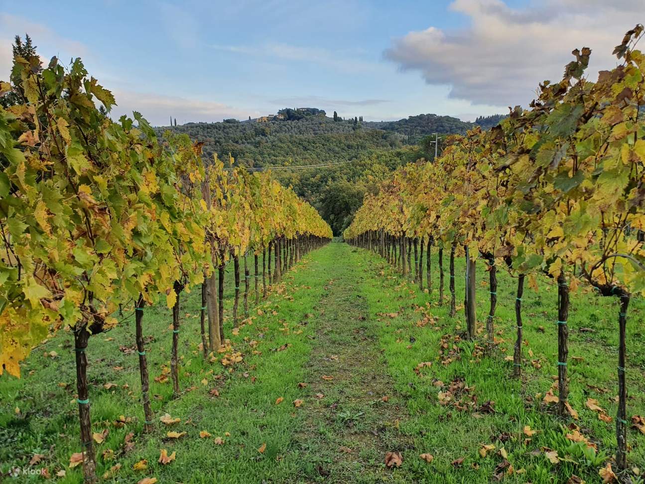 Tuscan Bites & Sips: Discover Tuscany Through Wine - Klook United Kingdom