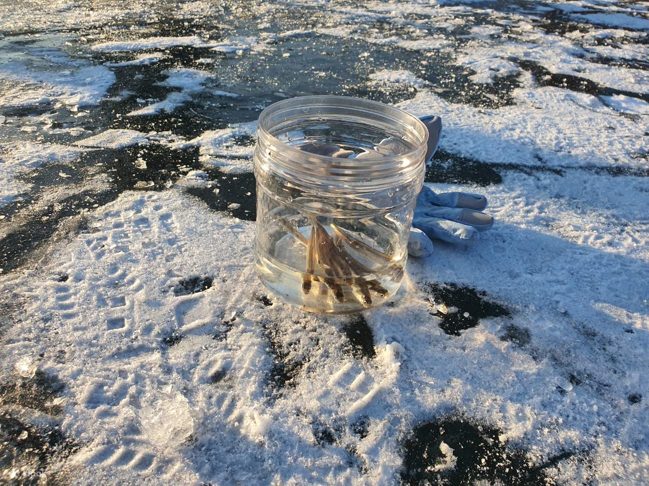 Incheon Ice Fishing & Sled Day Tour From Seoul - Klook Singapore