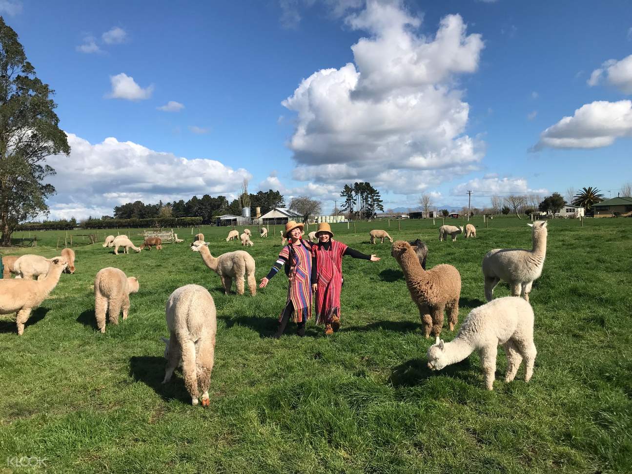 Cornerstone Alpaca Farm - Klook Hong Kong