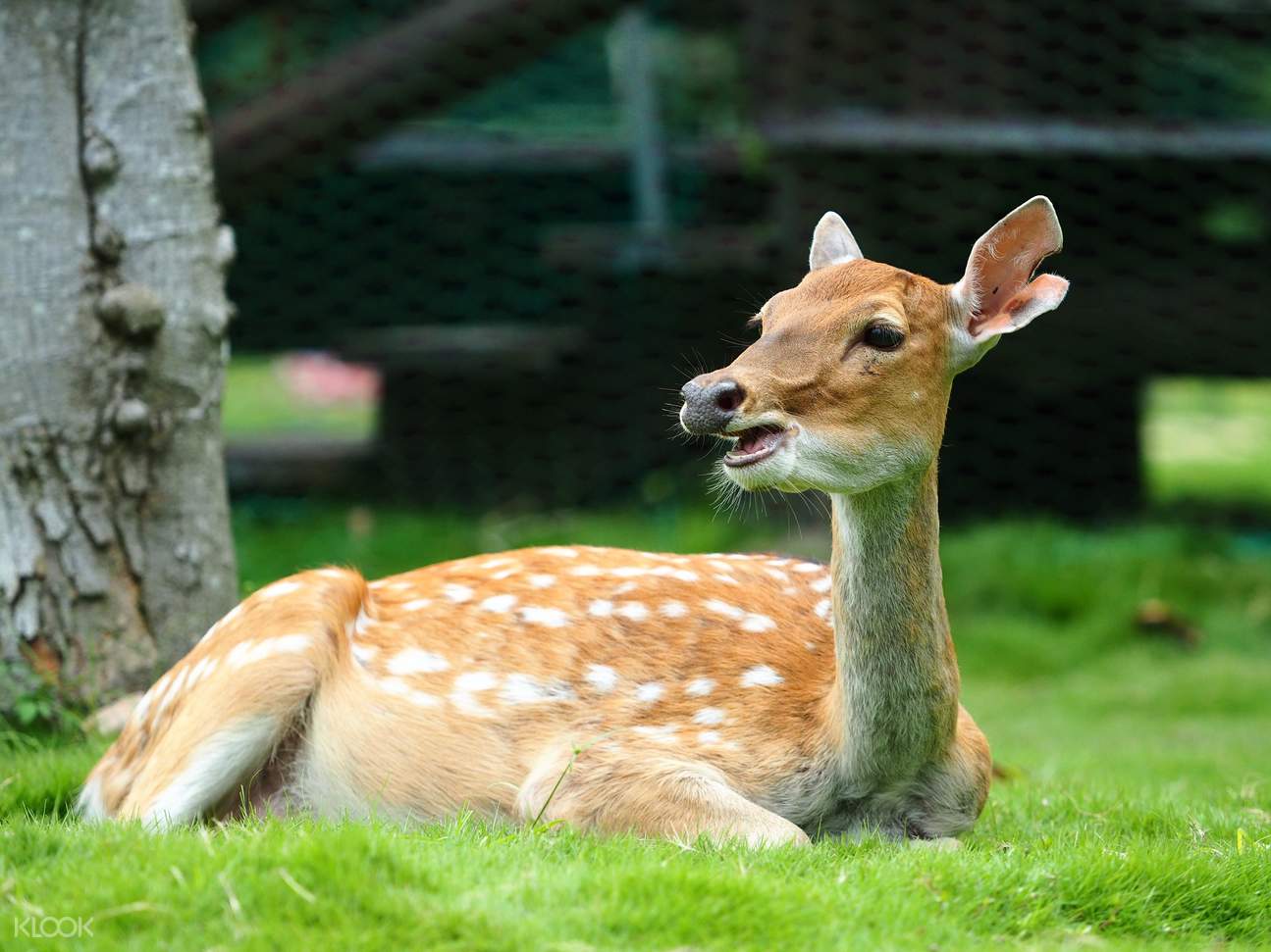 Tsou Veoveoana Tribe Sika Deer Sanctuary Admission Ticket in Chiayi - Klook