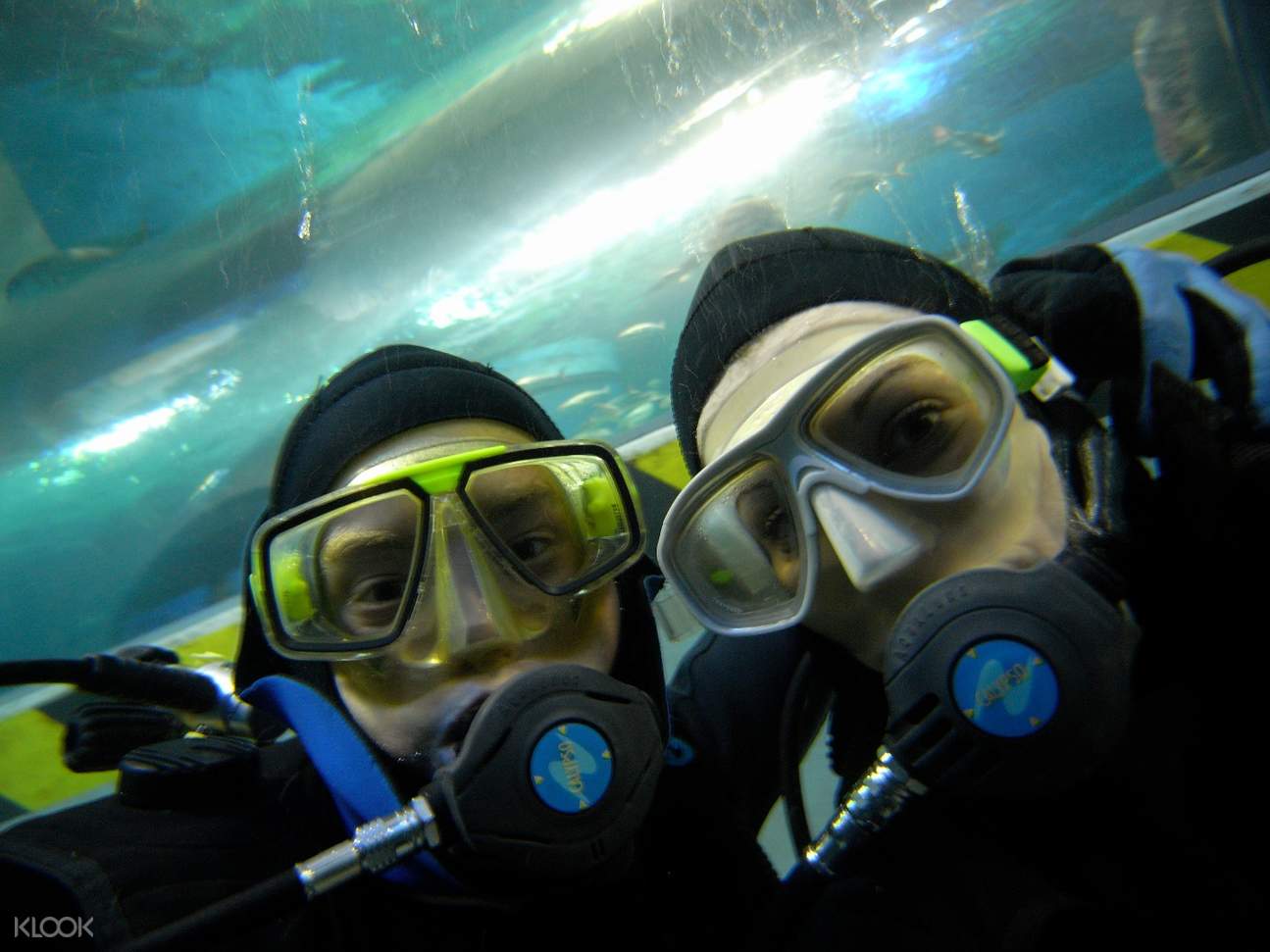 Melbourne SEA LIFE Aquarium Shark Dive Xtreme Experience - Klook India