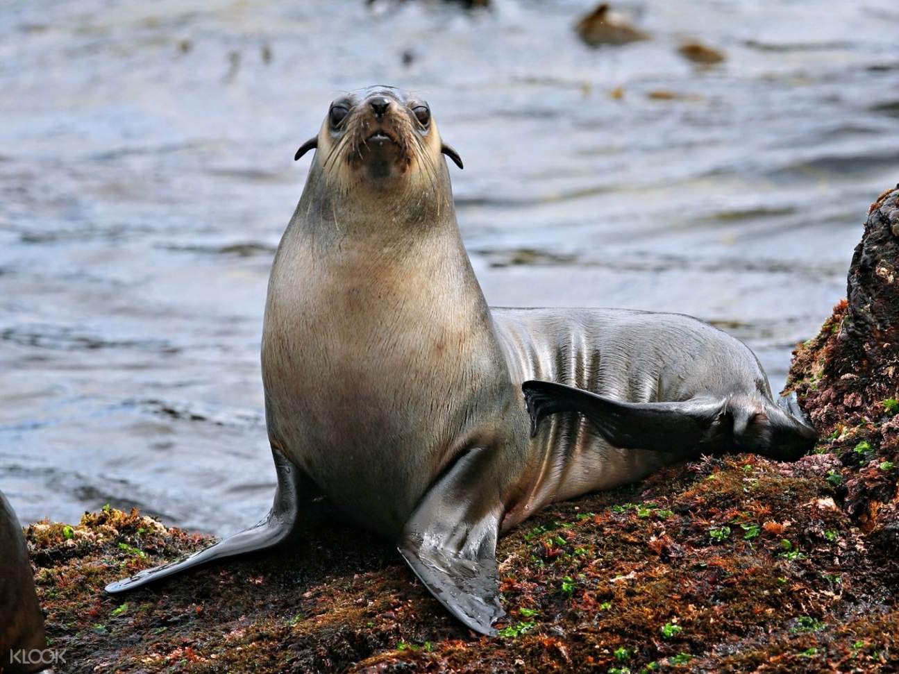 Phillip Island Seal Watching Cruise - Klook Singapore
