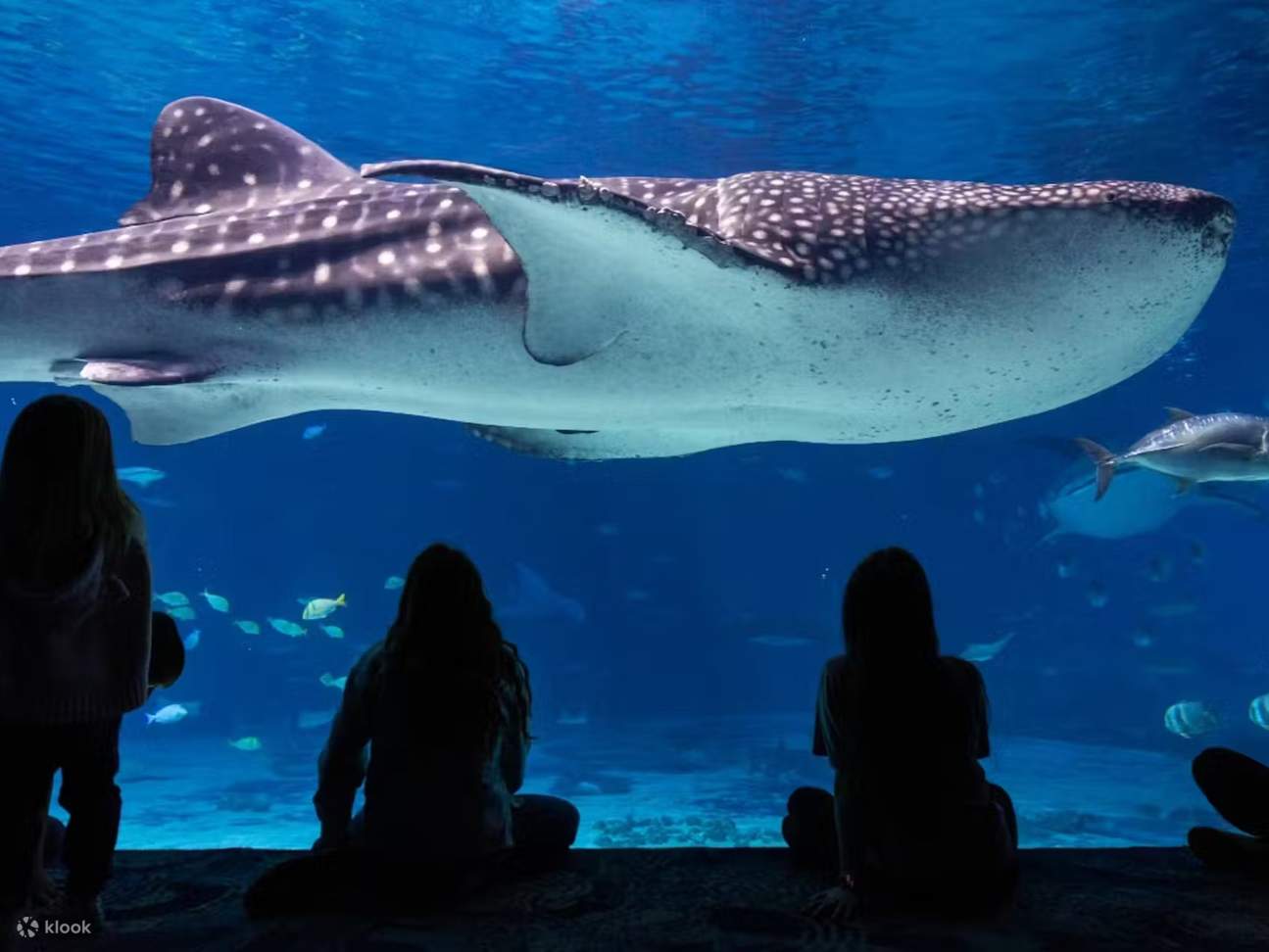 Georgia Aquarium Admission in Atlanta - Klook
