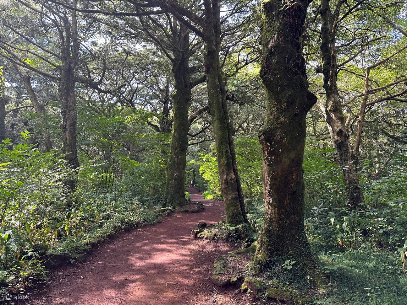 Jeju Healing UNESCO Small Group Day Tour - Klook Philippines