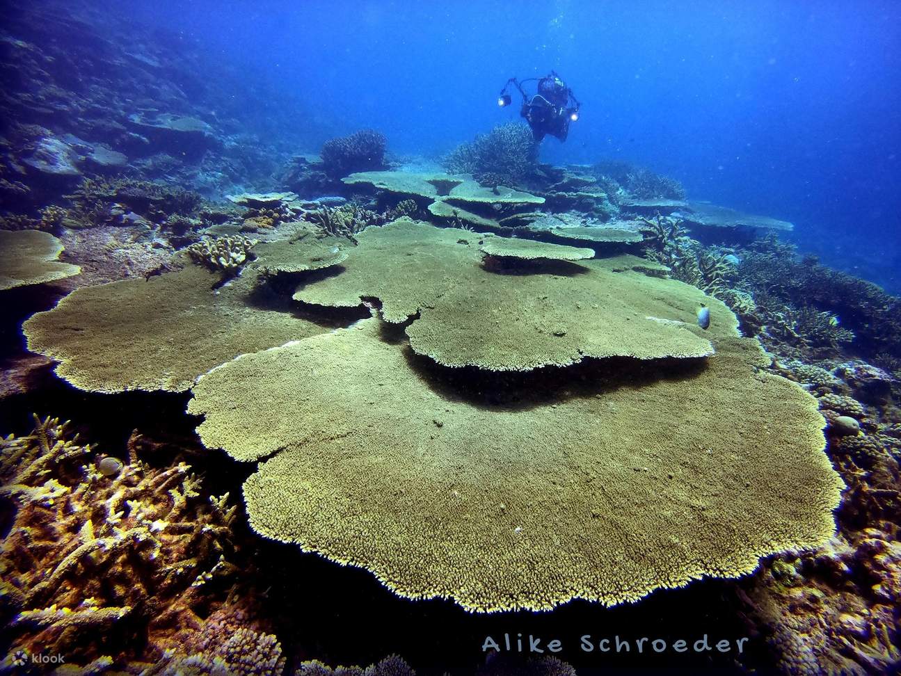 Dive into Adventure: Pacific Harbour Soft Coral & Wreck Dive with PADI ...