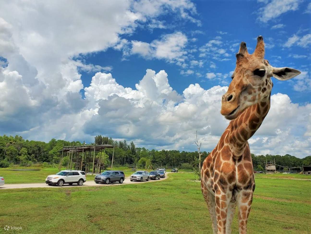 Lion Country Safari - Drive Through Safari + Adventure Park - Klook ...