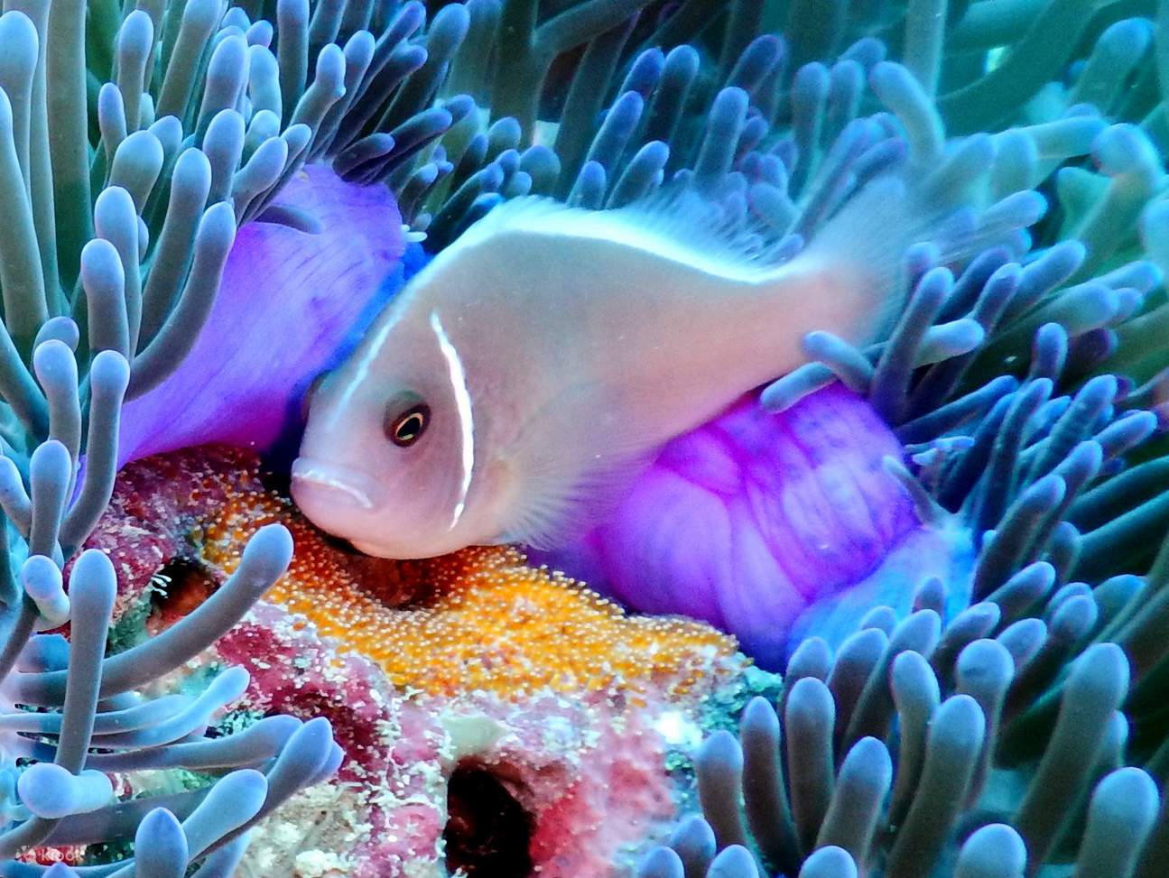 Dive Tour Sail Rock in Koh Samui with PADI 5 Star Dive Center - Klook