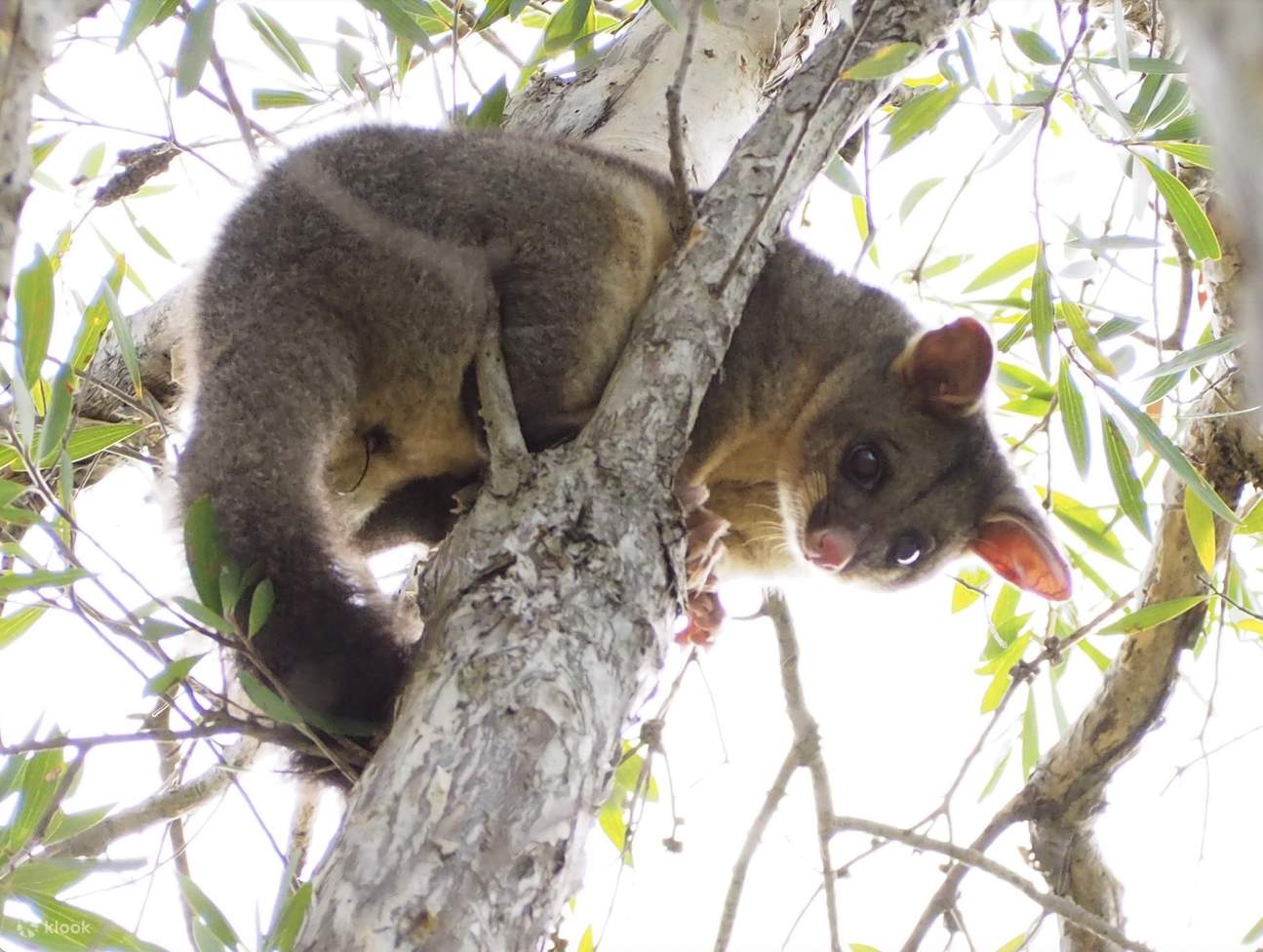 Sydney Wildlife Safari from Sydney - Klook Australia