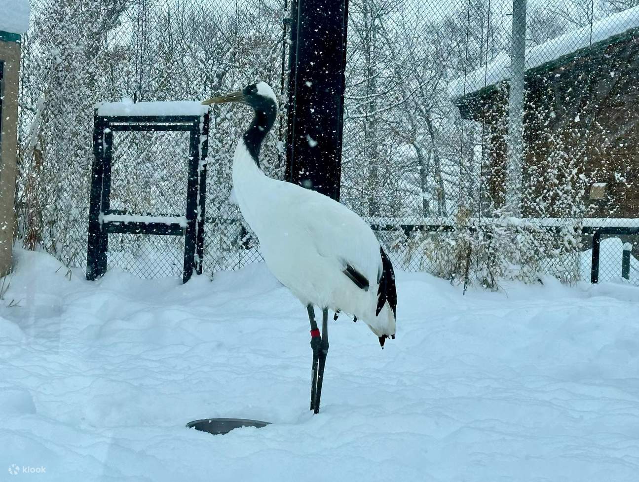Asahiyama Zoo, Sounkyo Snow Festival, and Otokoyama Sake Brewery Day ...