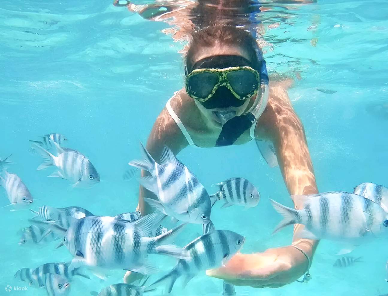 Zanzibar: Prison Island & Nakupenda Sandbank Tour with Lunch - Klook ...