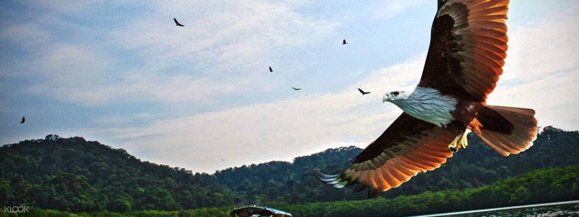 Eagle Feeding Experience in Kuala Selangor - Klook Malaysia