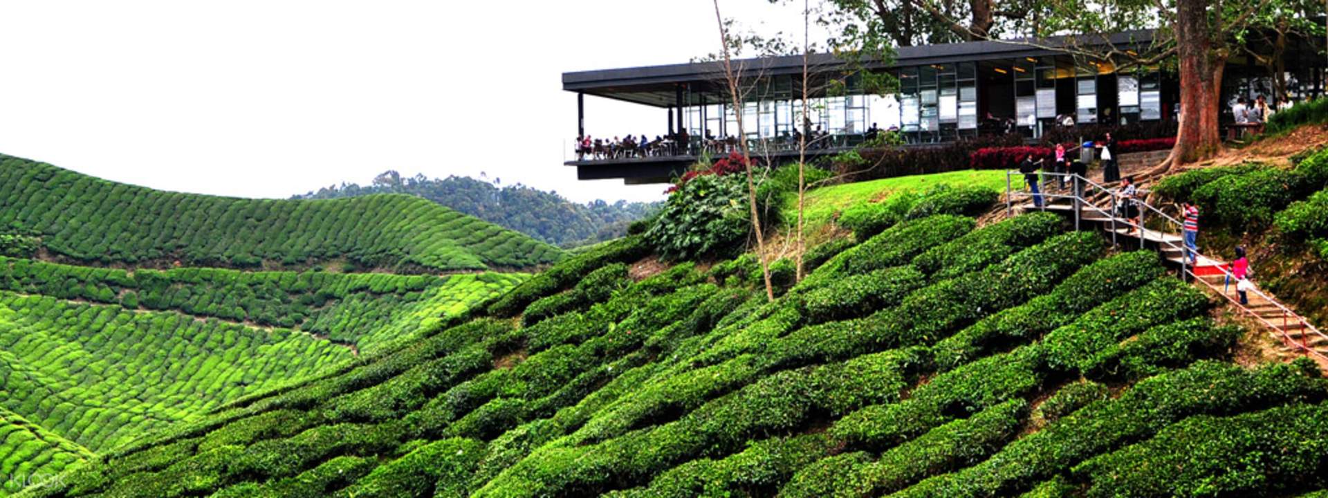 Cameron Highlands Day Tour - Klook