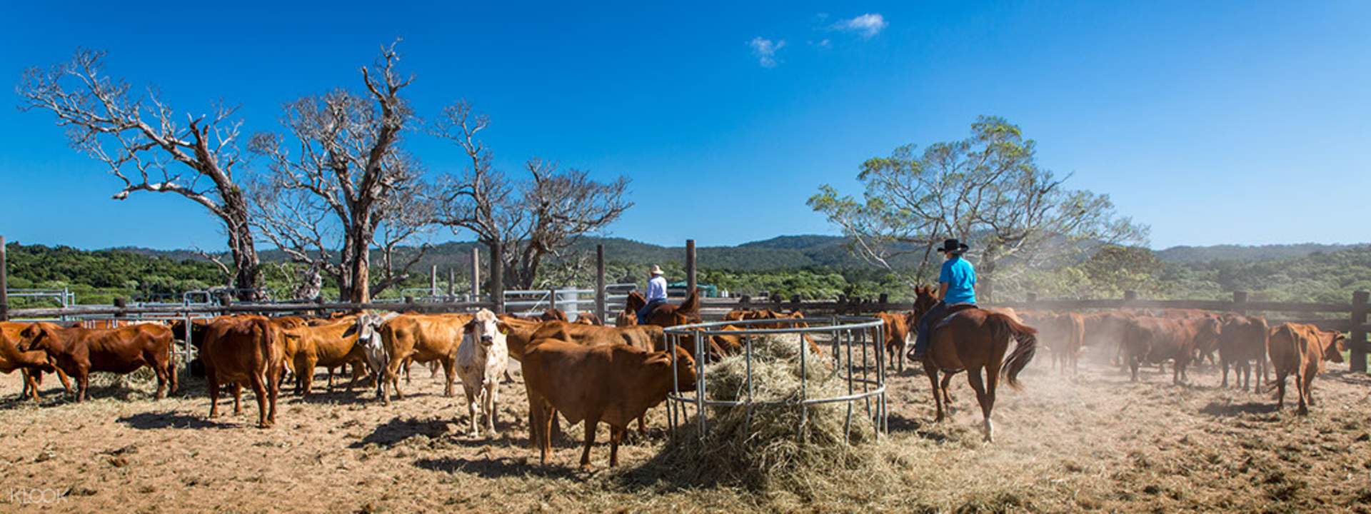 Kur Cow Pasture Experience in Cairns, Australia