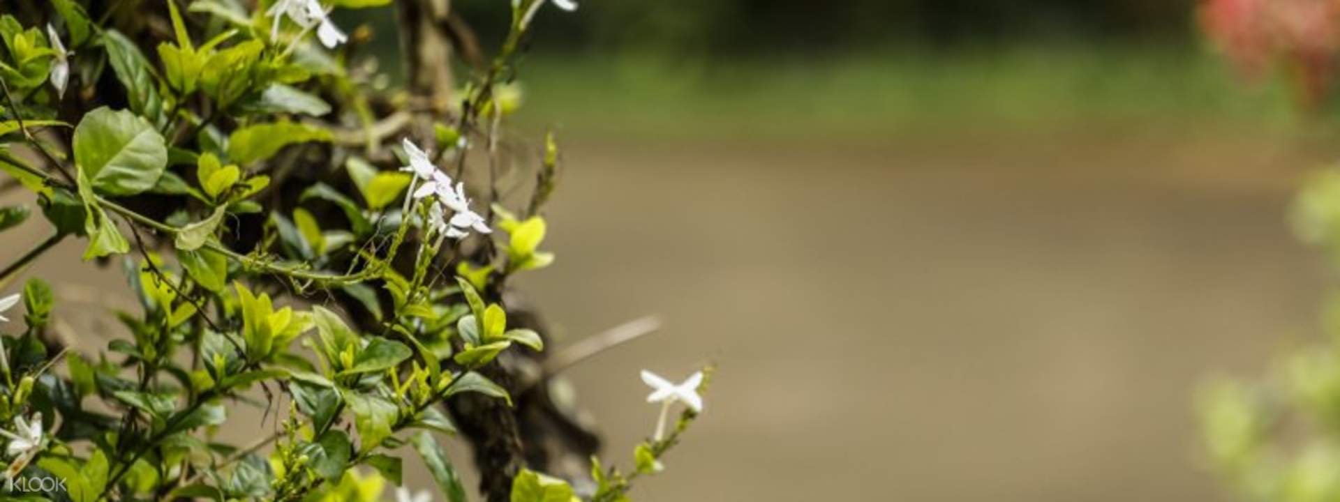 Coorg Coffee Plantation Tour