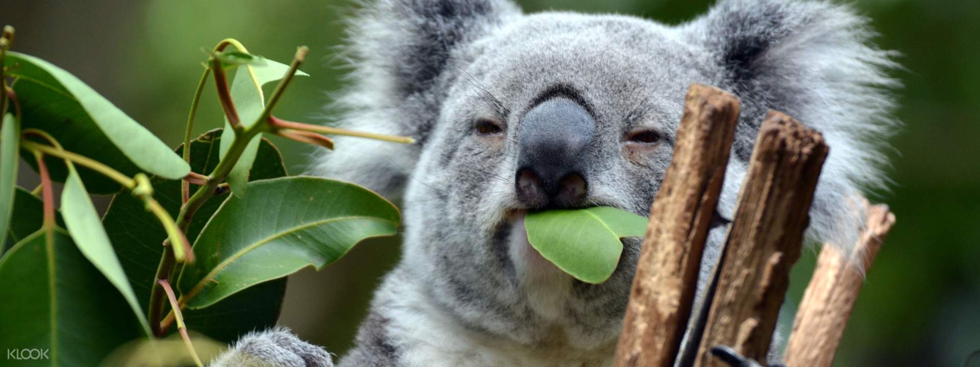 Kuranda Koala Gardens General Admission Ticket in Cairns, Australia