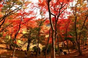 Shizuoka Izu｜Shuzenji Natural Park & Atami Plum Garden & Izu Panoramic ...