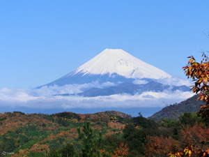 Shizuoka Izu｜Shuzenji Natural Park & Atami Plum Garden & Izu Panoramic ...
