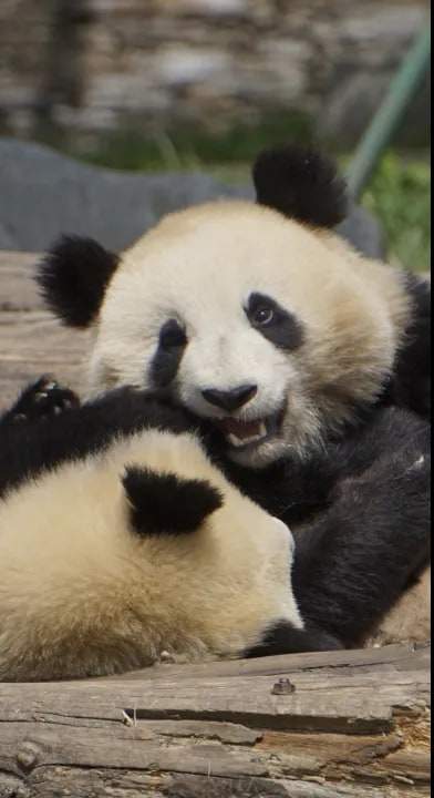 Relawan Panda - Klook Indonesia