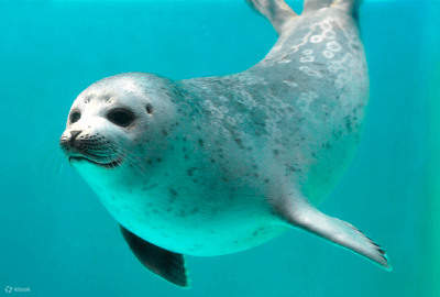 Otaru Aquarium Admission - Klook