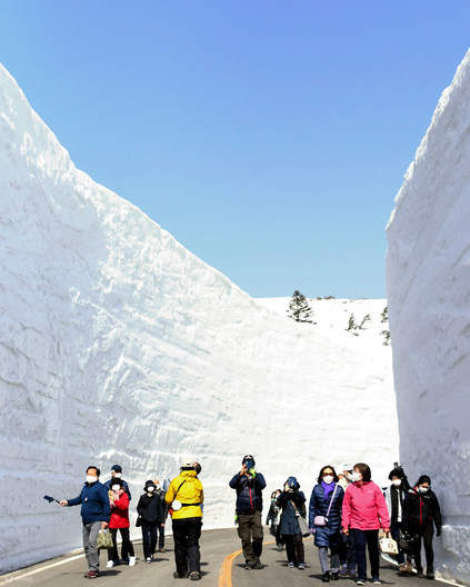Limited time only! Zao Snow Wall & Cherry Blossom Viewing One Day Tour ...