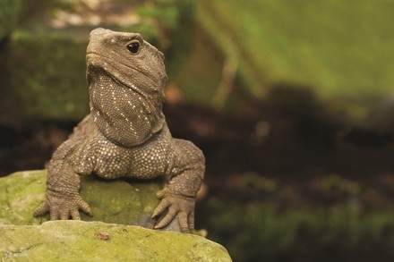 Waitomo Caves and Kiwi House Small Group Tour From Auckland - Klook India