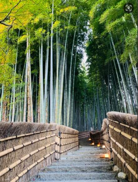 Car Rental with Driver to Kyoto/Kobe/Nara/Tokyo/Osaka/Universal Studios Japan (Depart & return ...