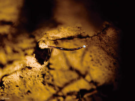 Glow Worm Tour Gold Coast with Japanese-Speaking Guide - Klook Philippines