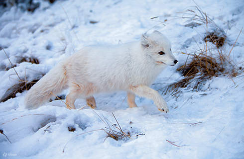 Tur Pribadi Aurora di Whitehorse, Kanada - Pesan Sekarang! - Klook ...