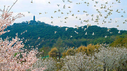 Suzhou Shangfangshan National Forest Park - Klook Philippines