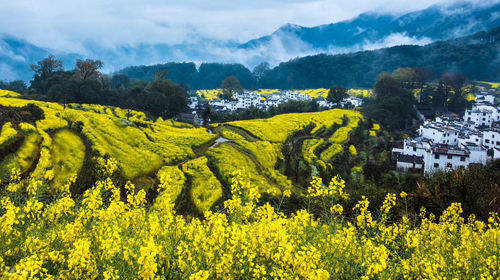 Wuyuan Scenic Area - Klook