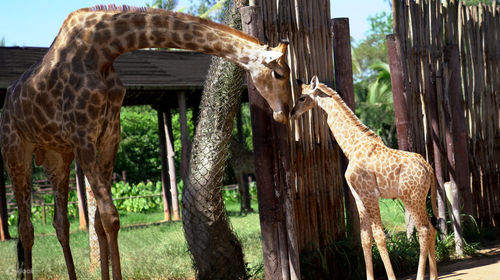 Hainan Tropical Wildlife Park - Klook United States