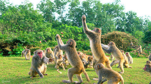 Hainan Tropical Wildlife Park - Klook United States