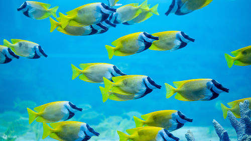 China Fish Vision Ocean Kingdom - Klook