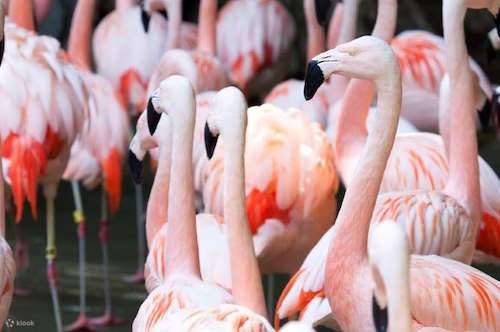 Zoo Atlanta Admission in Georgia - Klook
