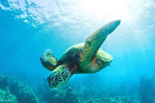 Waikiki Turtle Canyon Snorkeling Tour - Klook