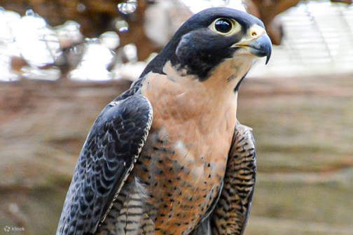Eagles Heritage Wildlife Centre Admission - Klook United States