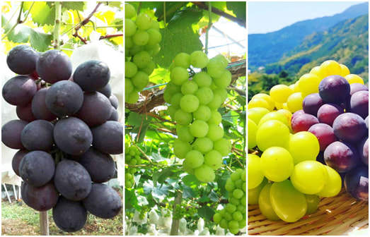 Oishi Park, Grape All-You-Can-Eat Experience, and Kiyosato Observatory ...